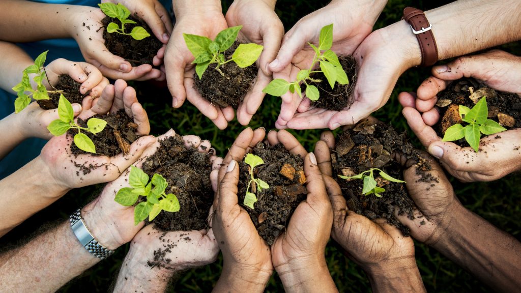 Growing Trees Network: battling climate change with Salesforce - Fluido